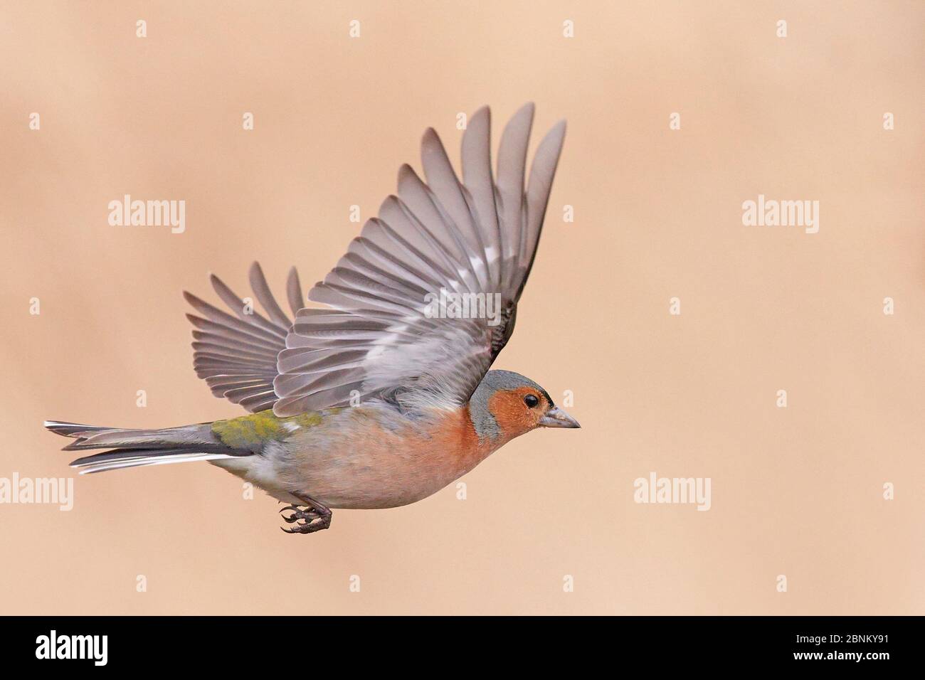 Common chaffinch in flight hi-res stock photography and images - Alamy
