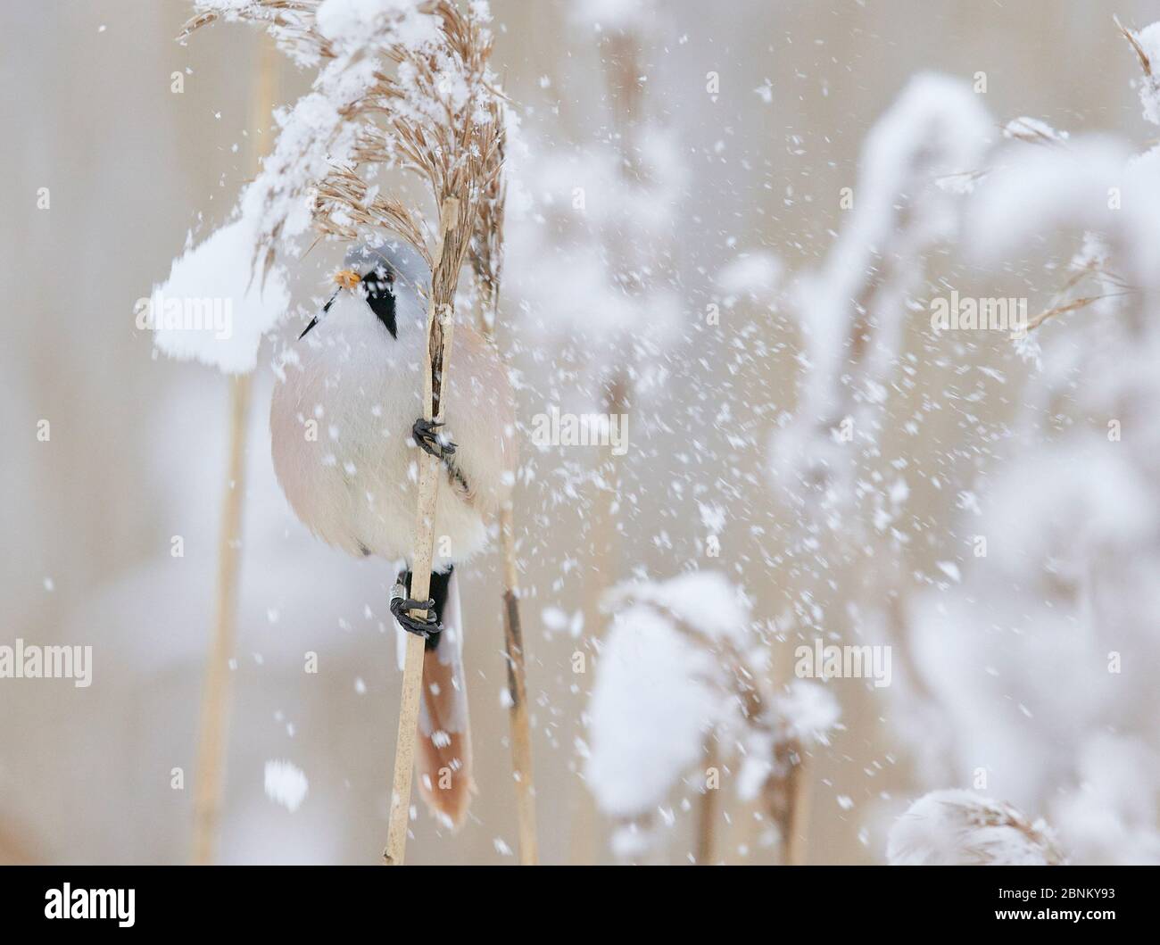 Bearded tit (Panurus biarmicus) male feeding, spraying snow, Espoo ...