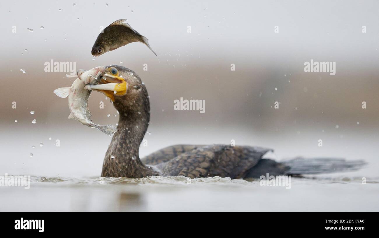 Double fish hi-res stock photography and images - Alamy