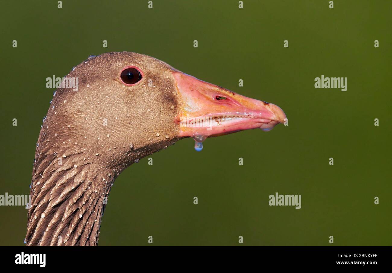 Goose head with negative space hi-res stock photography and images - Alamy