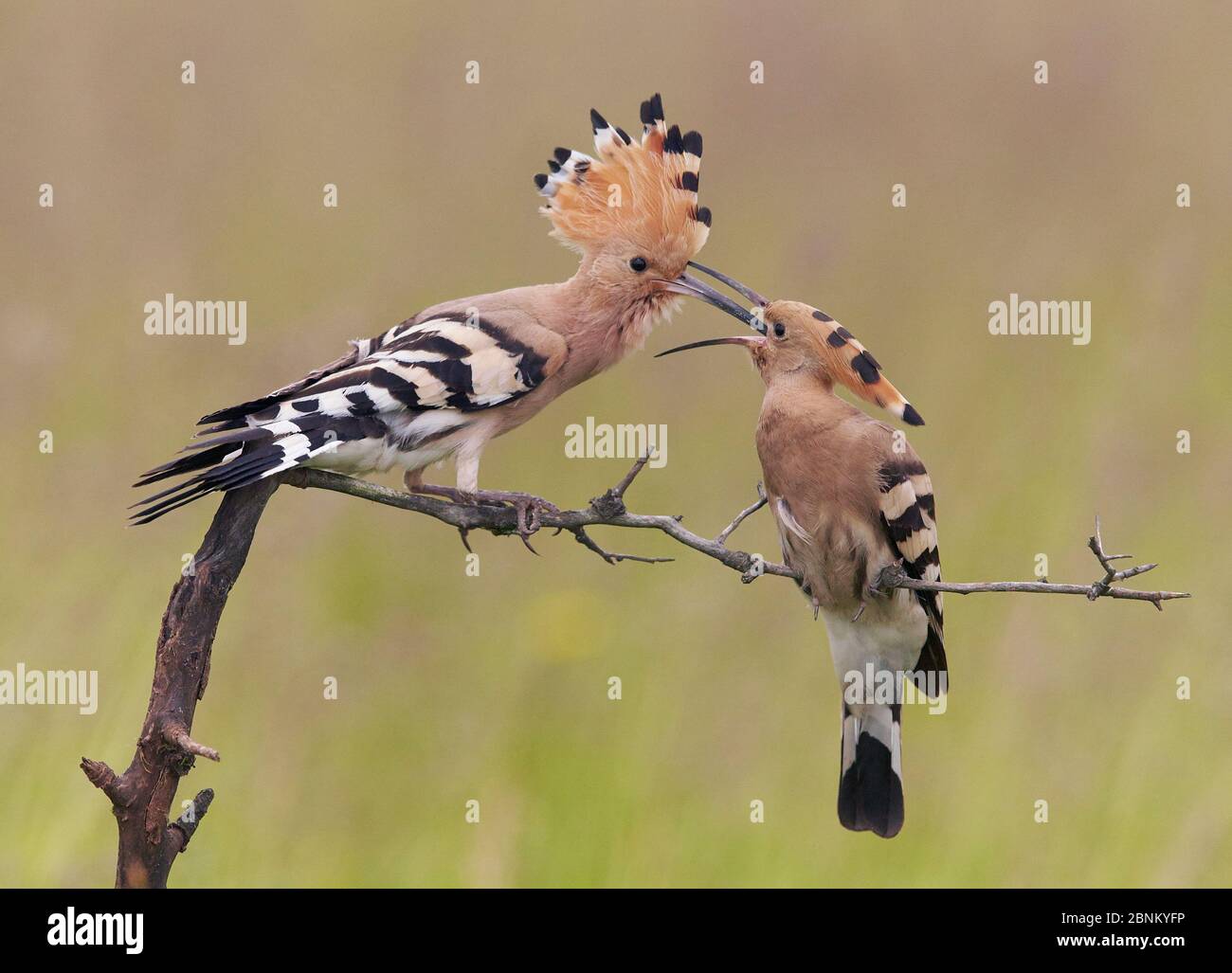 Hoopoe (Upupa epops) male giving mating gift to female, Hungary May ...