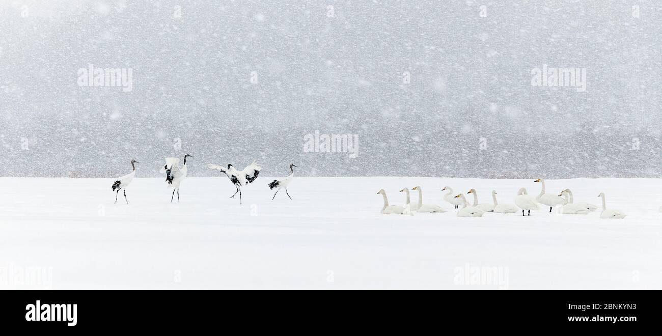 Japanese / Red-crowned cranes (Grus japonicus) group of four displaying ...