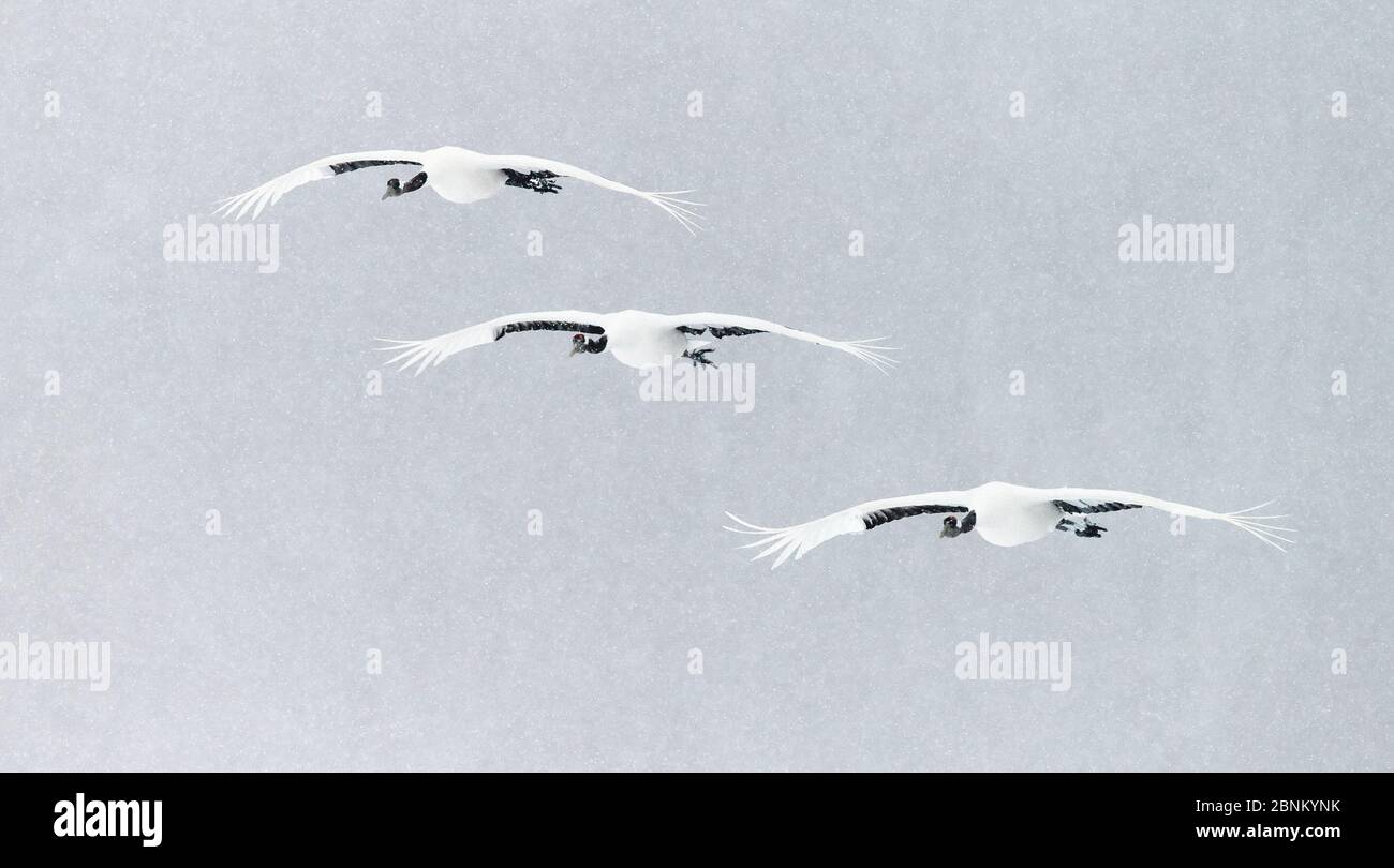 Japanese crane wings japan hokkaido hi-res stock photography and images ...