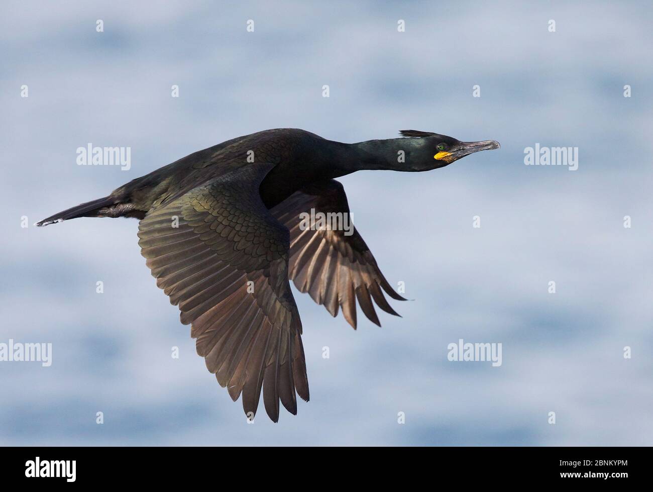 European shag in flight hi-res stock photography and images - Alamy