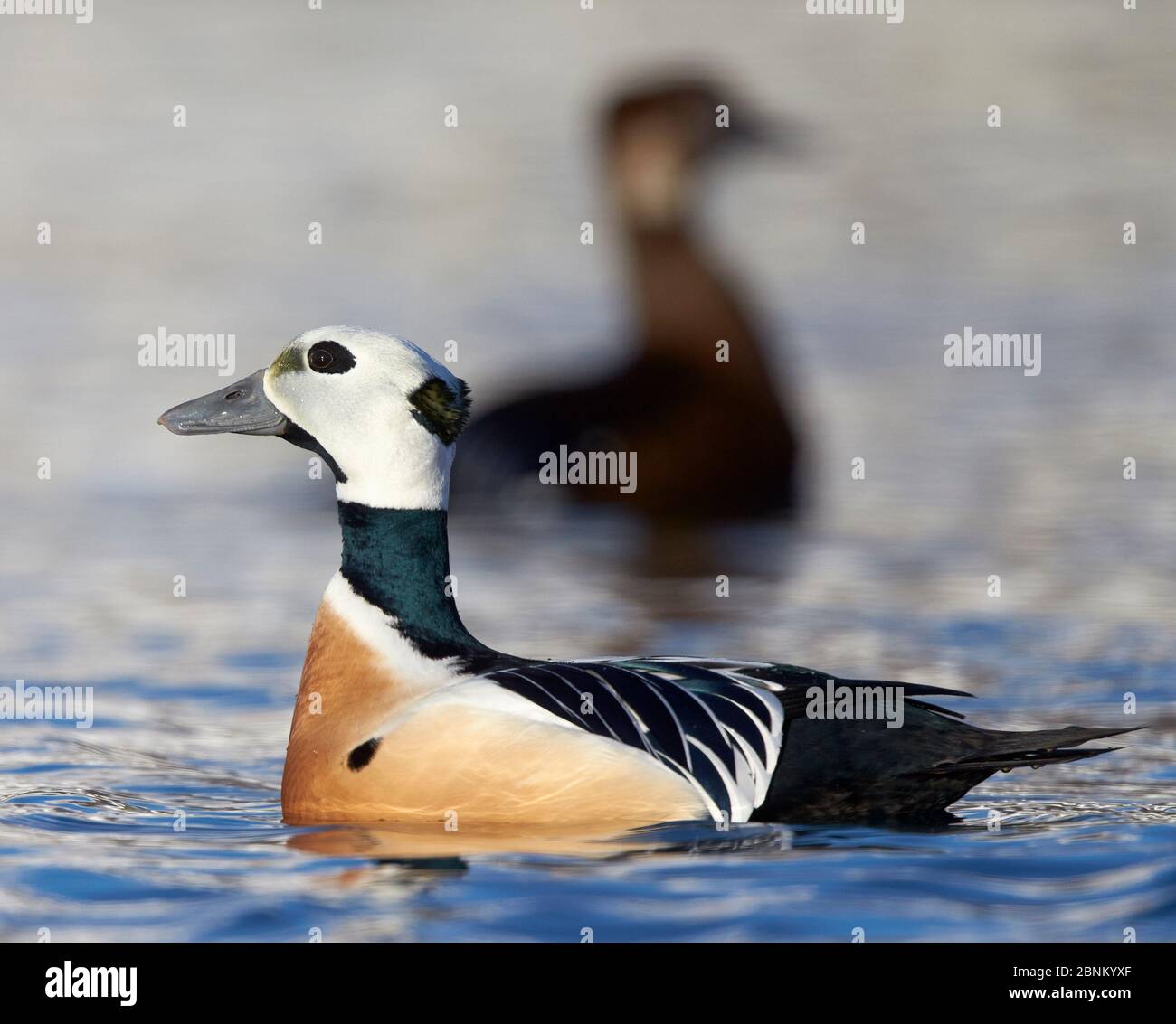 Steller's eider (Polysticta stelleri) male and female on water, Norway ...