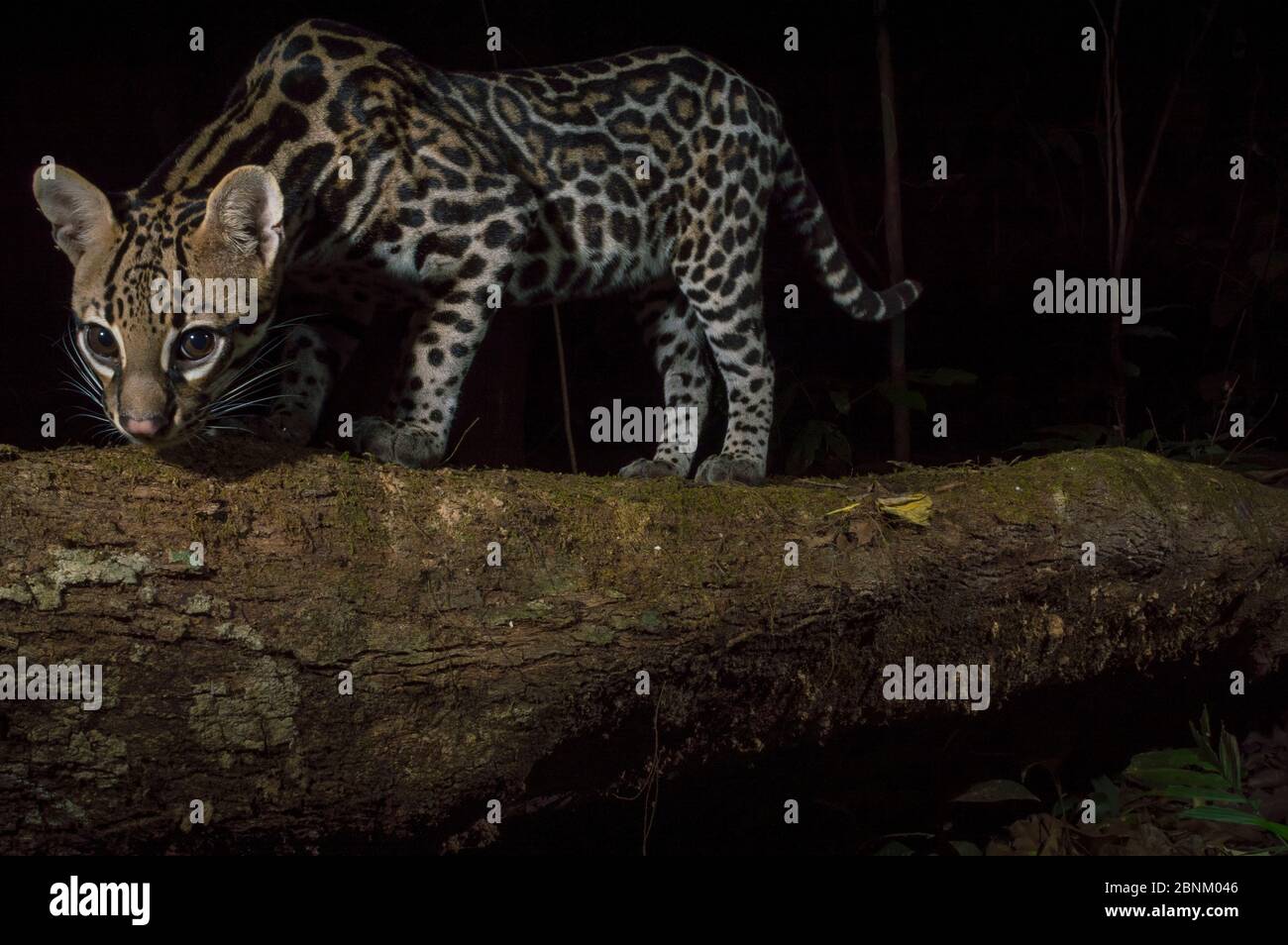 Ocelot (Leopardus pardalis) camera trap image, Nicoya Peninsula, Costa ...