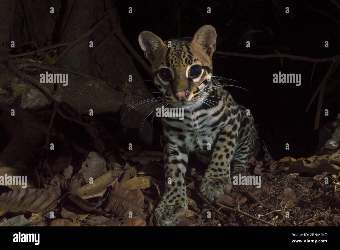 Ocelot (Leopardus pardalis) camera trap image, Nicoya Peninsula, Costa ...