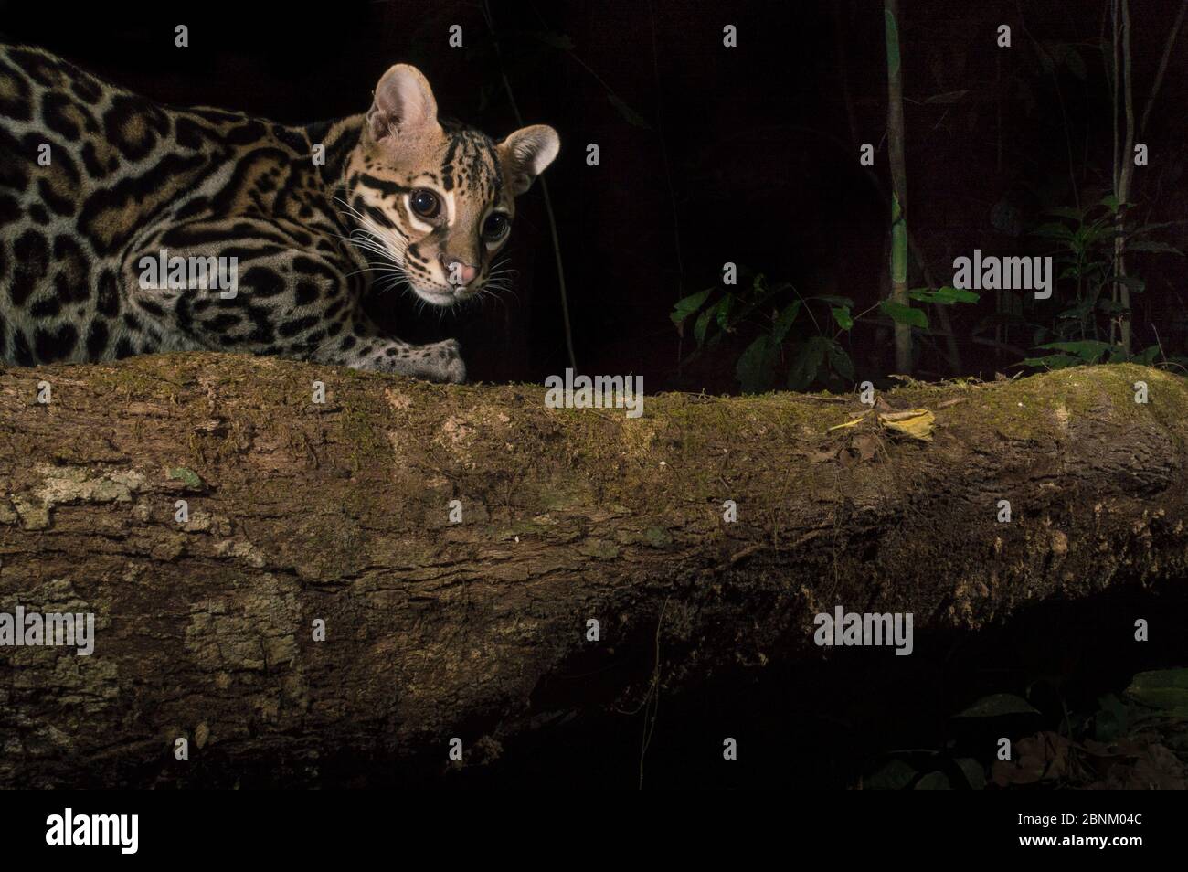 Ocelot (Leopardus pardalis) camera trap image, Nicoya Peninsula, Costa ...