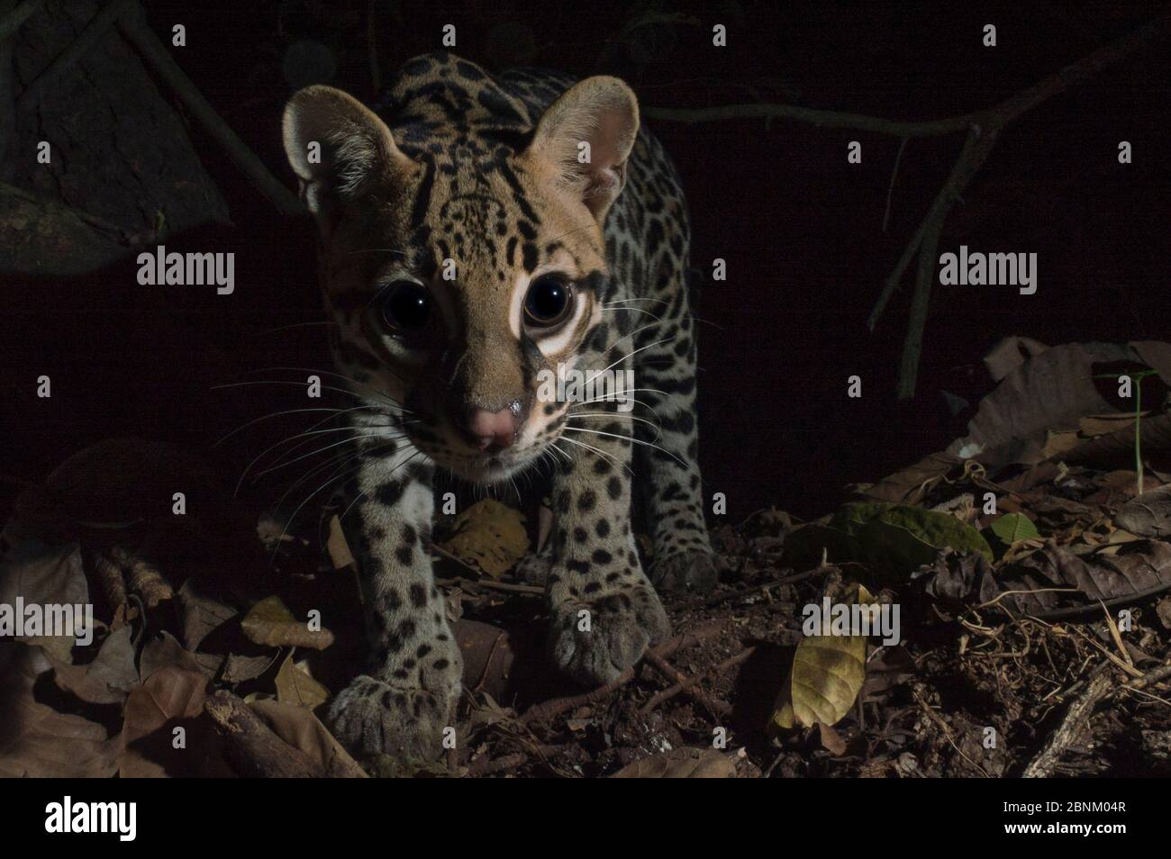 Ocelot (Leopardus pardalis) camera trap image, Nicoya Peninsula, Costa ...