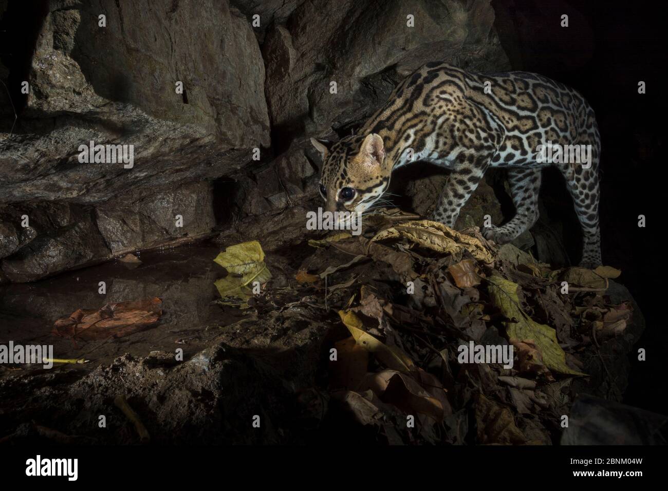 Ocelot (Leopardus pardalis) visitng water hole, camera trap image ...