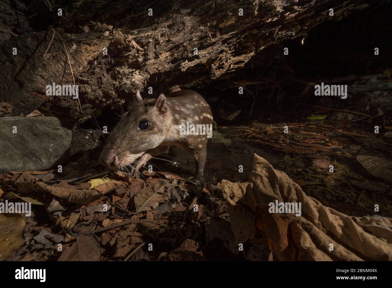 Paca (Cuniculus paca) visiting waterhole in Cabo Blanco National Park ...