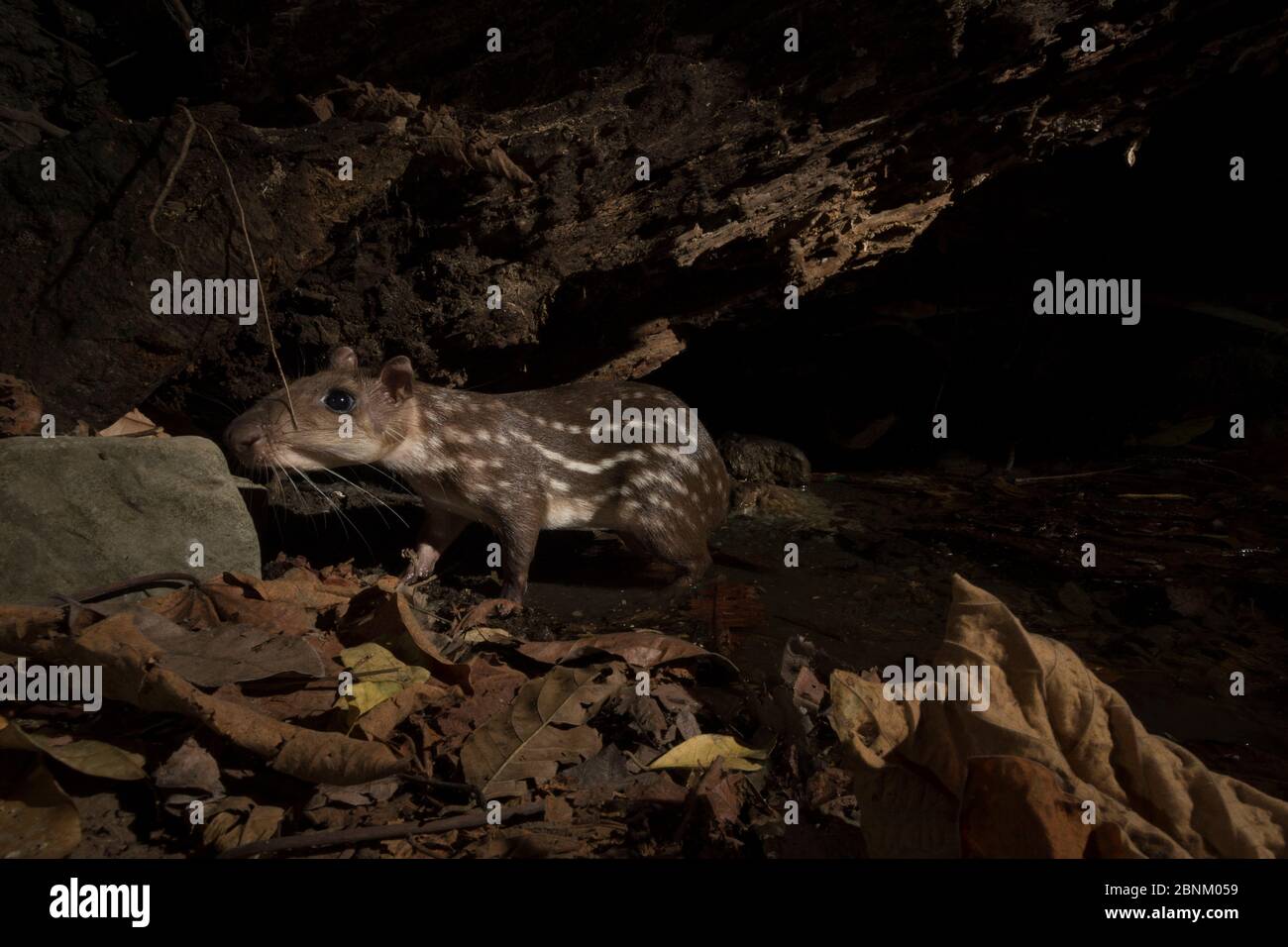 Paca (Cuniculus paca) visiting waterhole in Cabo Blanco National Park ...