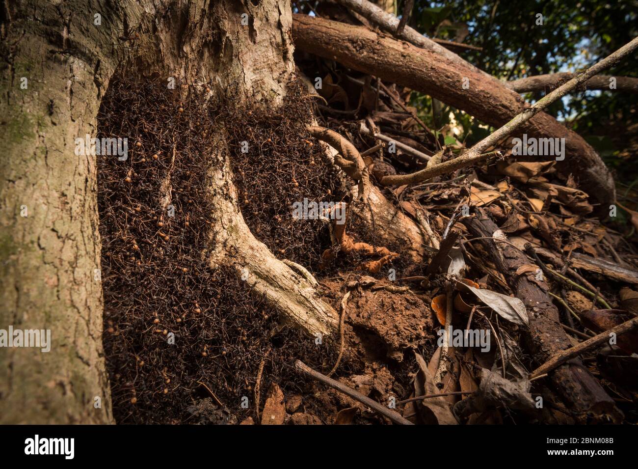 Army ant bivouac hi-res stock photography and images - Alamy