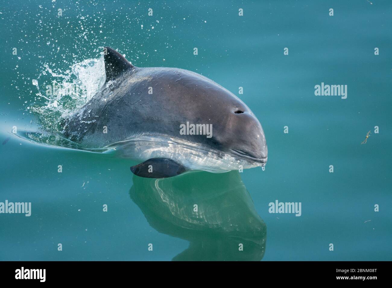 Harbour porpoise, (Phocoena phocoena) porpoising, Bay of Fundy, New ...