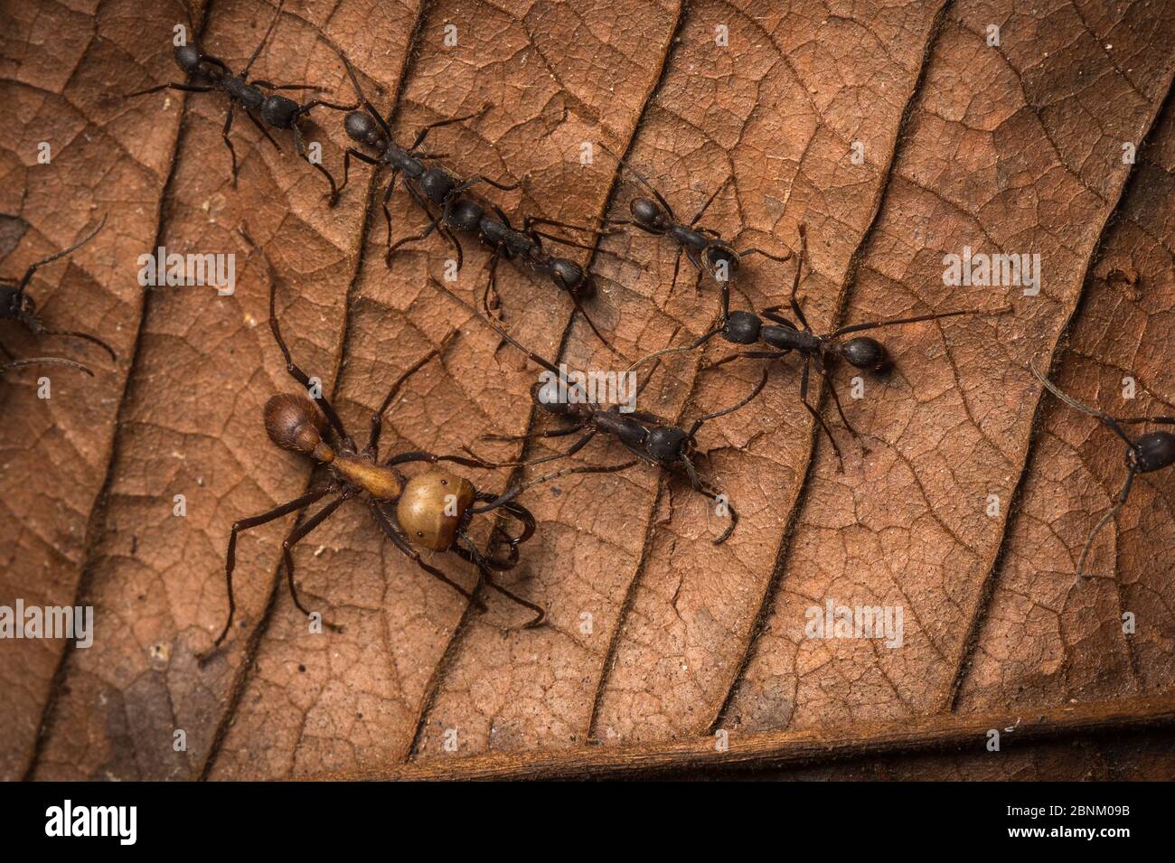 Eciton hi-res stock photography and images - Alamy