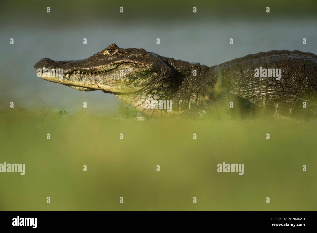 Spectacled caiman (Caiman crocodilus) profile, Cano Negro National Park ...