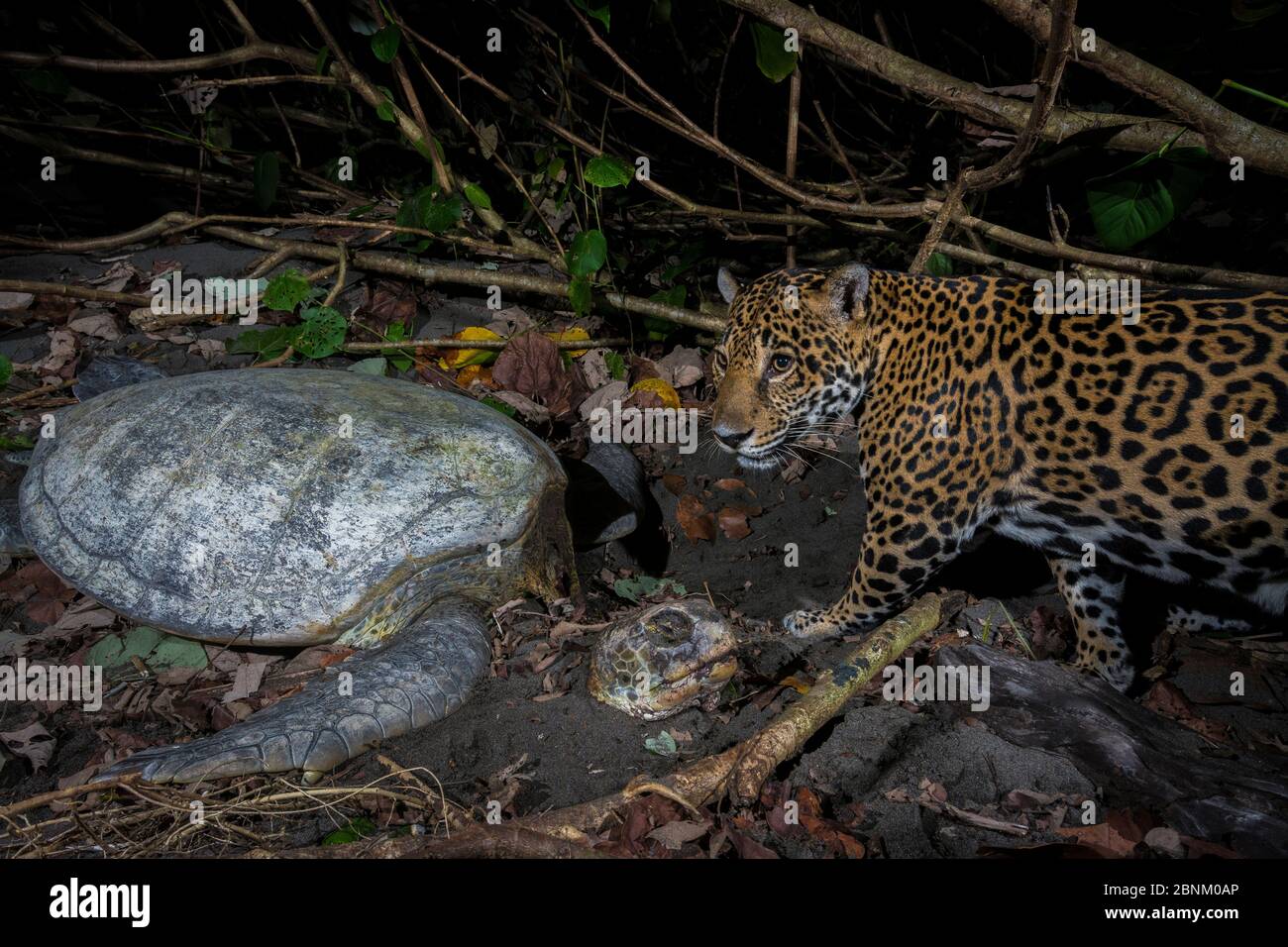 Quarles Turtle Traps