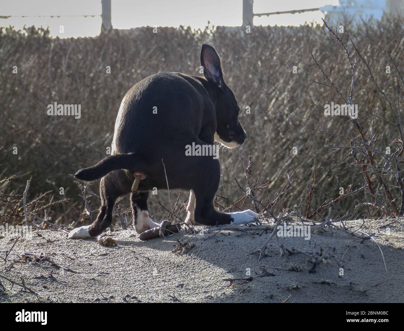 Pooping outdoors hi-res stock photography and images - Alamy