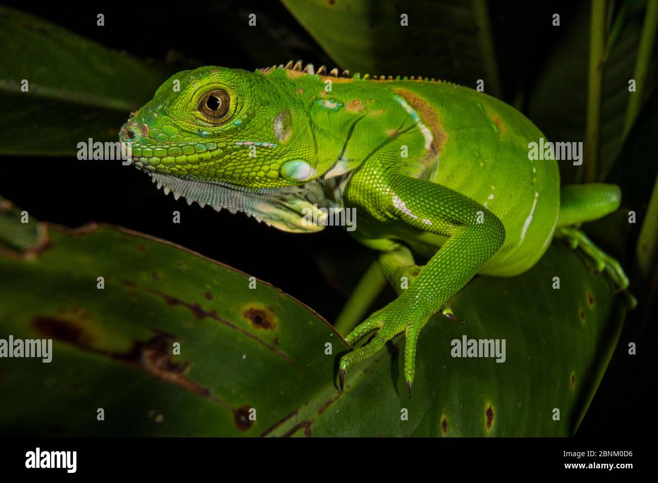 Green iguana (Iguana iguana) resting at night in Tortuguero National ...