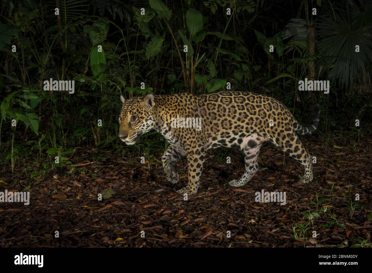 Jaguar (Panthera onca) camera trap image, Tortuguero National Park ...