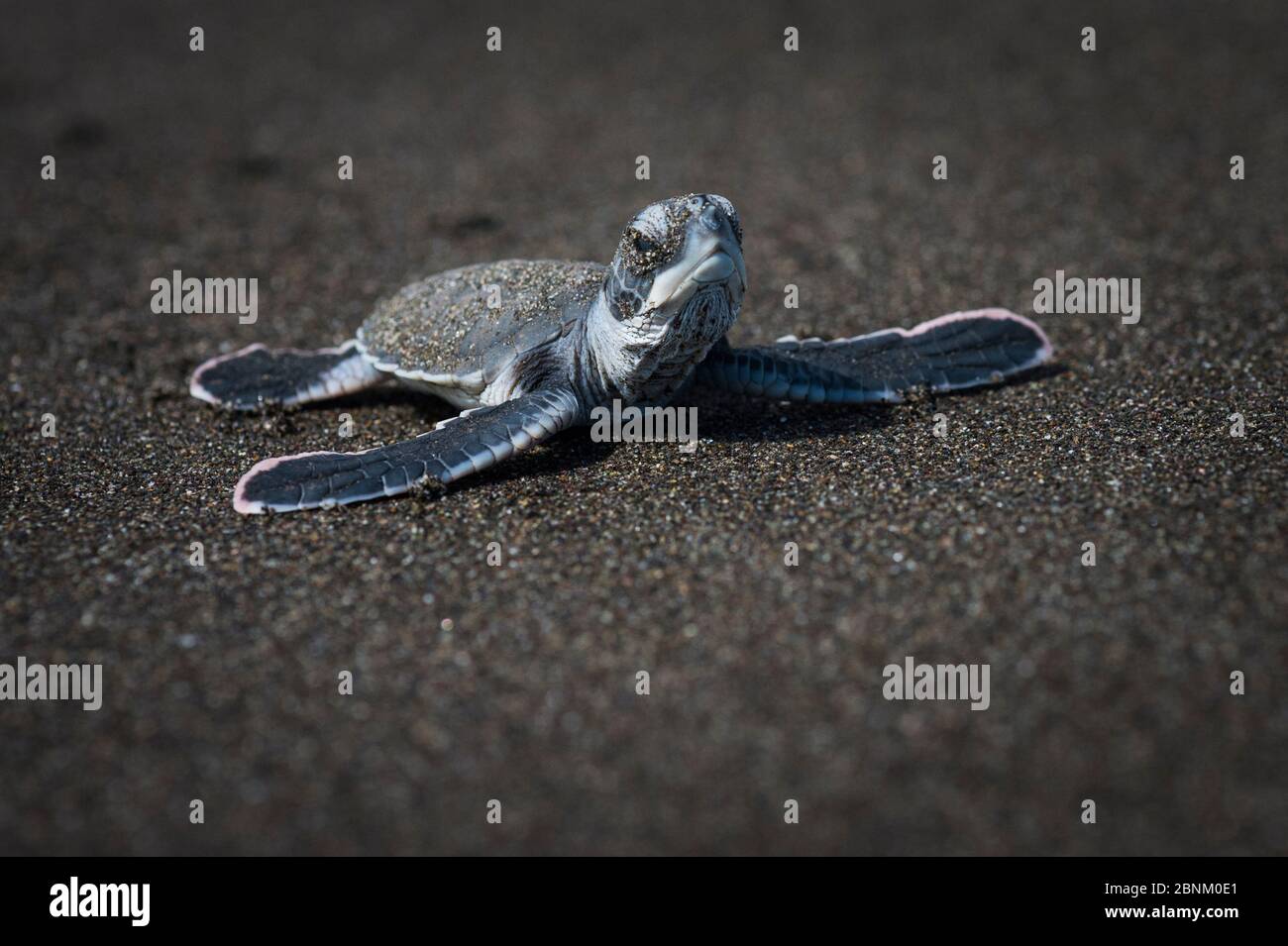 Green sea turtle hatchling hi-res stock photography and images - Alamy