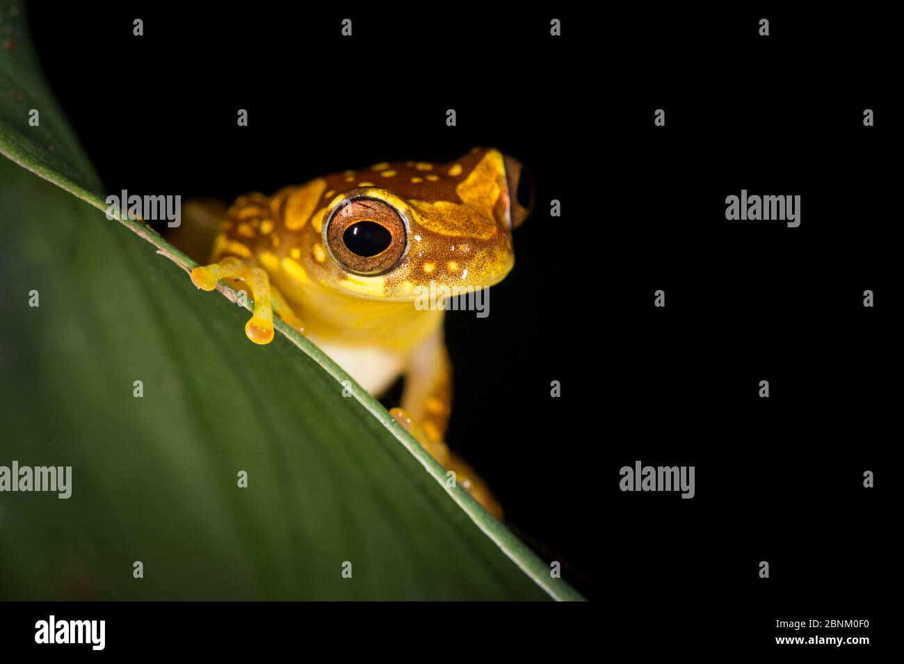 Hourglass treefrog (Dendropsophus ebraccatus) in Tortuguero National ...
