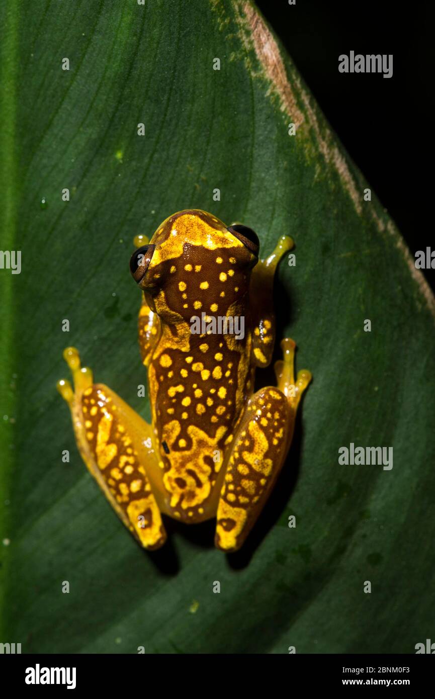 Hourglass treefrog (Dendropsophus ebraccatus) in Tortuguero National ...