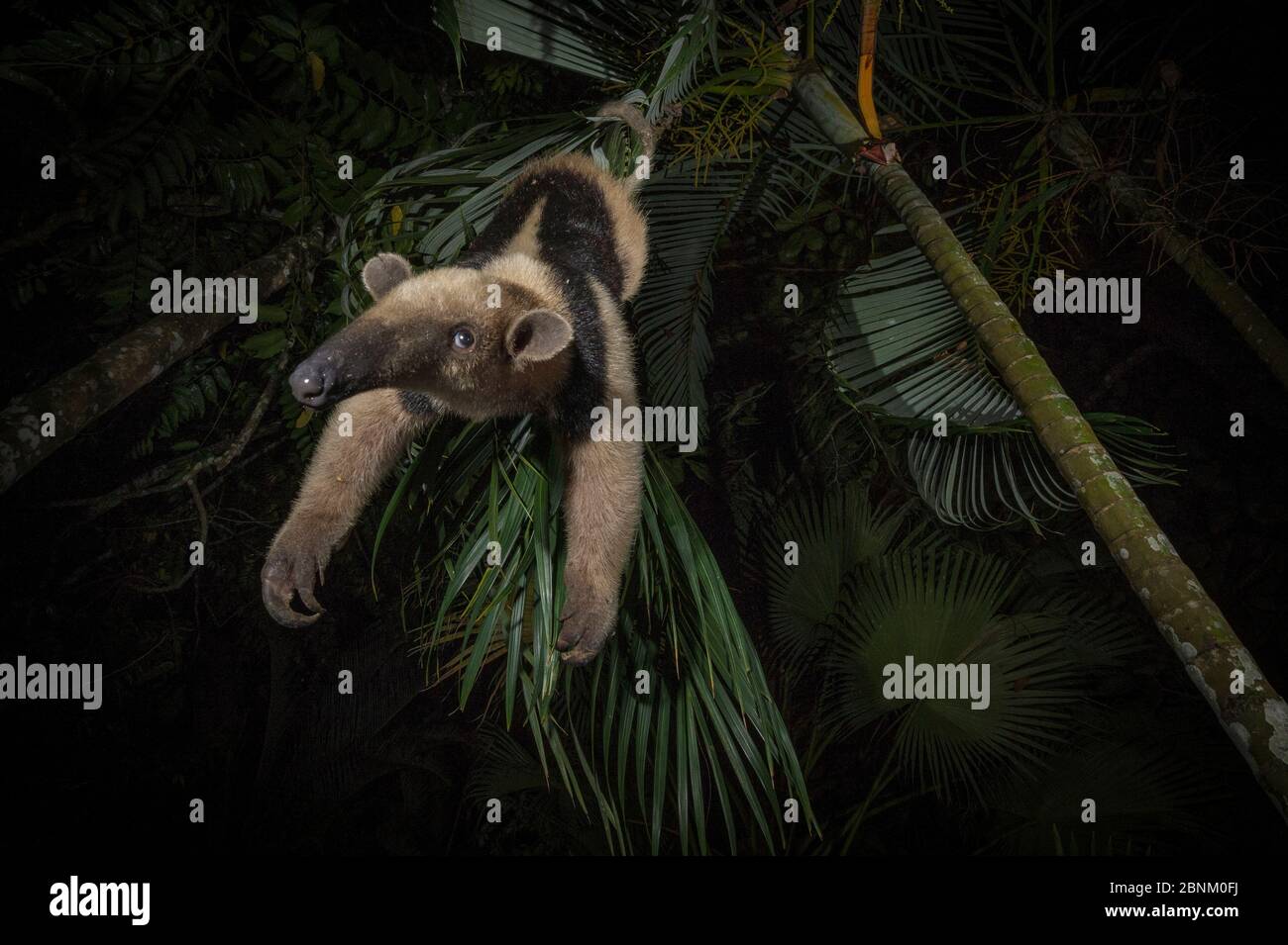 Northern tamandua (Tamandua mexicana) climbing down tree. Nicoya ...