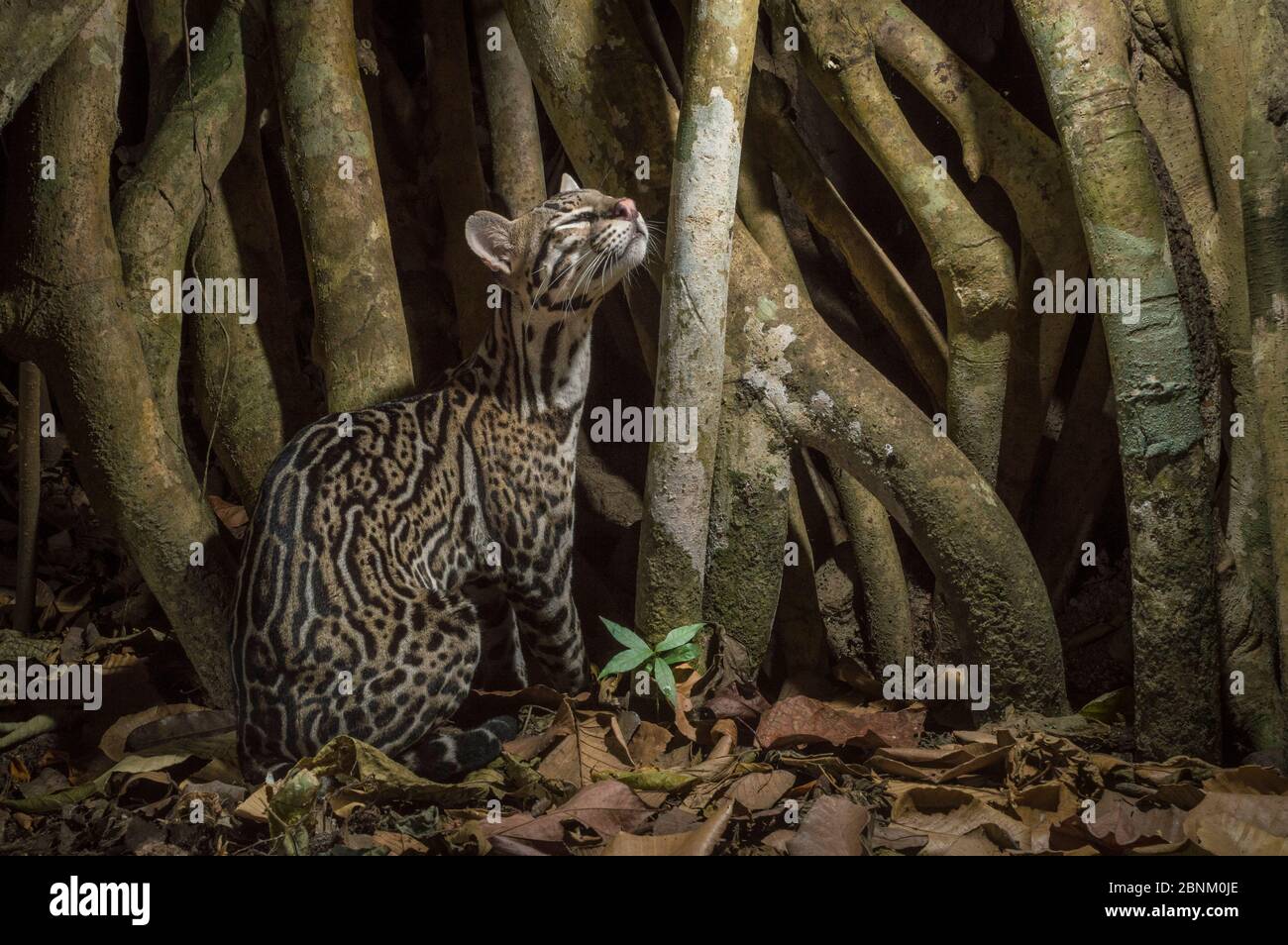 Ocelot (Leopardus pardalis) camera trap image, Nicoya Peninsula, Costa ...