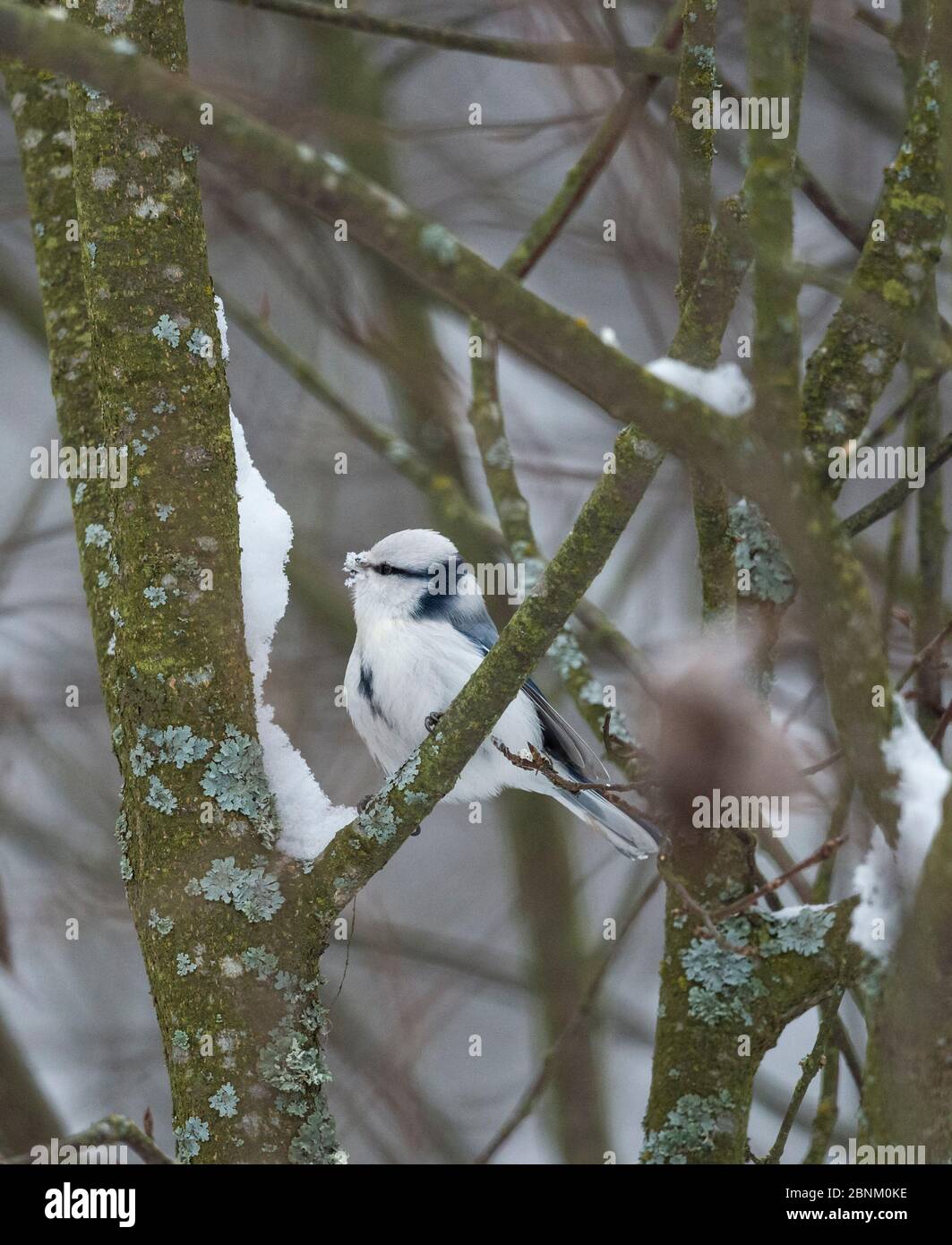 Blue tit (Parus cyanus), in snowy tree, Finland, January Stock Photo ...