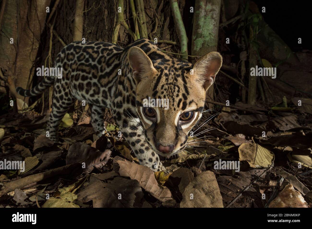 Ocelot (Leopardus pardalis) camera trap image, Nicoya Peninsula, Costa ...