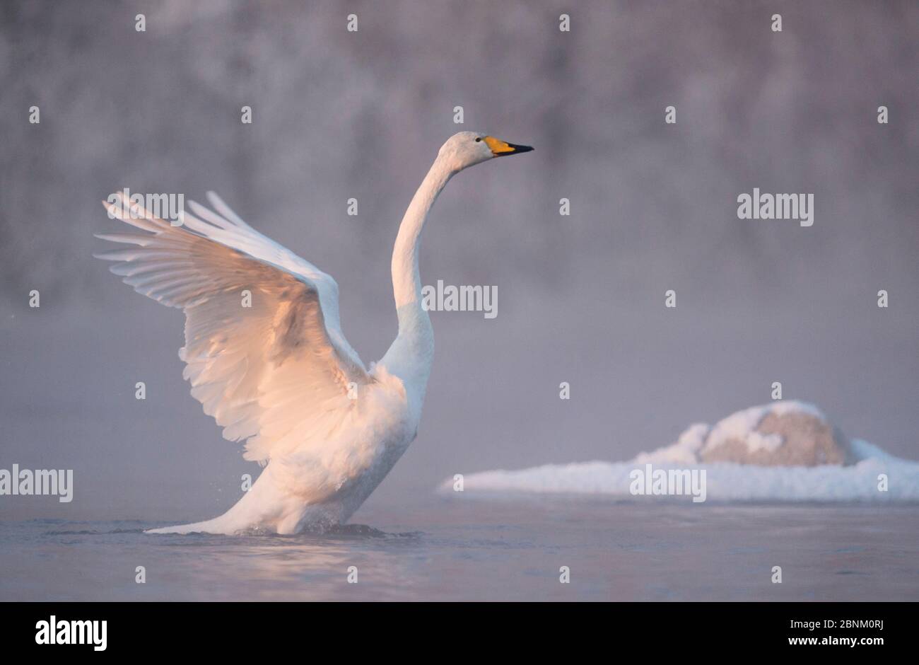 Whooper swan (Cygnus cygnus), flapping wings on water, Finland, January ...
