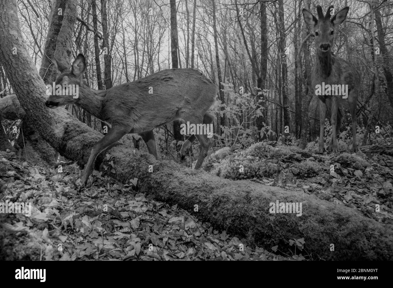 Roe deer (Capreolus capreolus) taken at night with infrared light ...