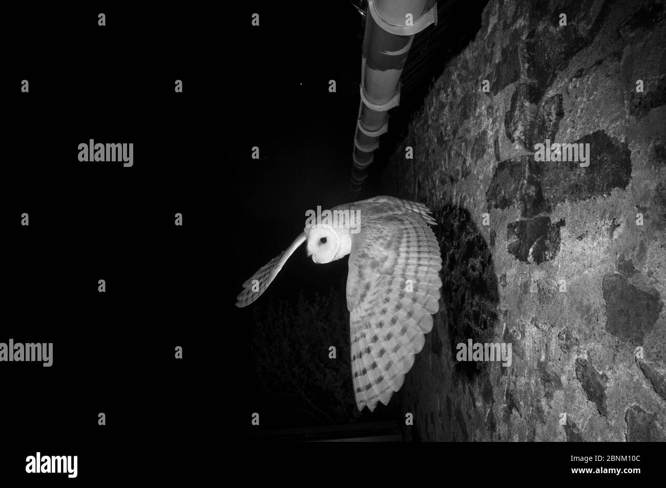 Western barn owl tyto alba Black and White Stock Photos & Images - Alamy