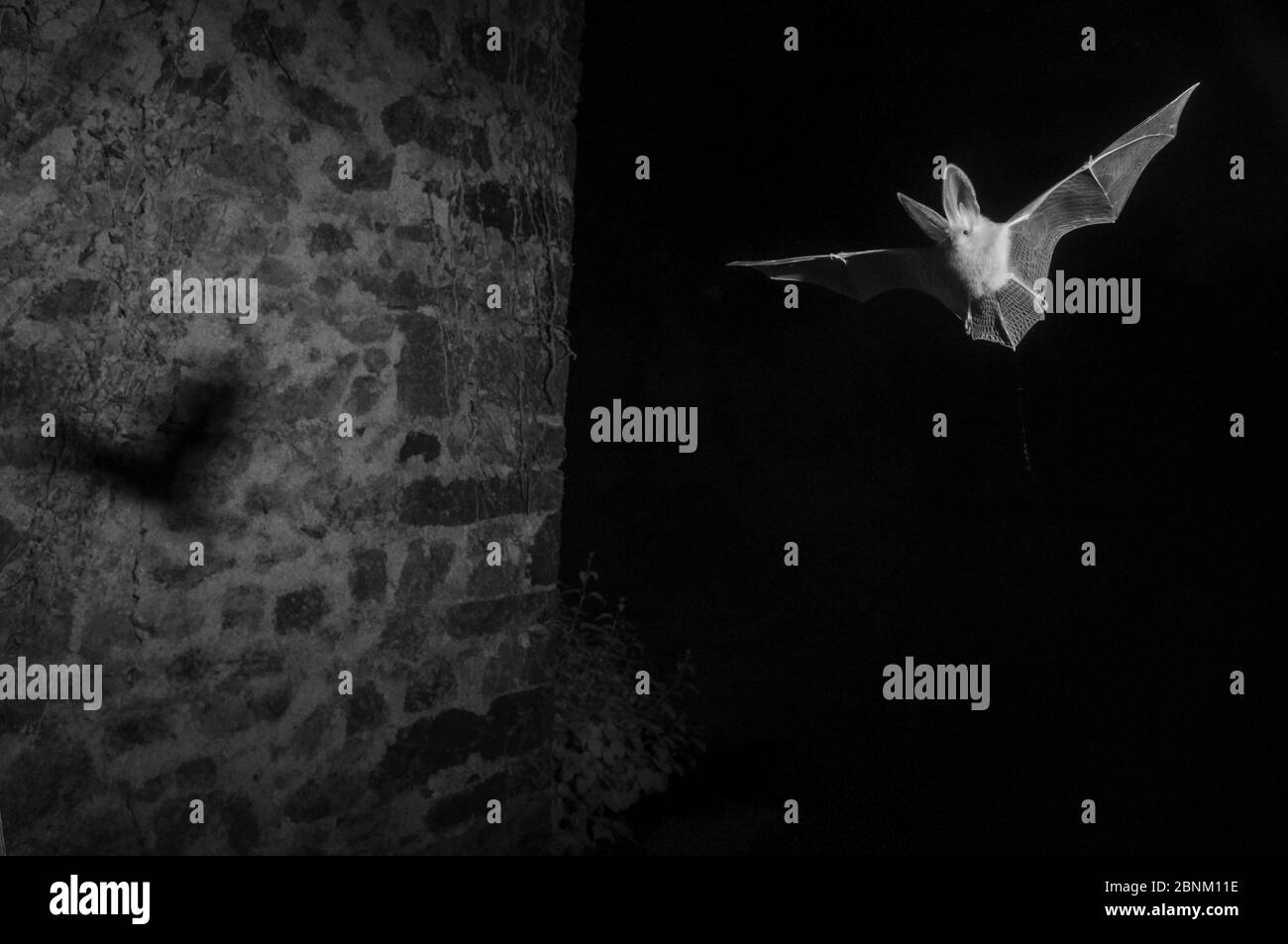 Long eared bat (Plecotus austriacus) flying in garden taken with ...