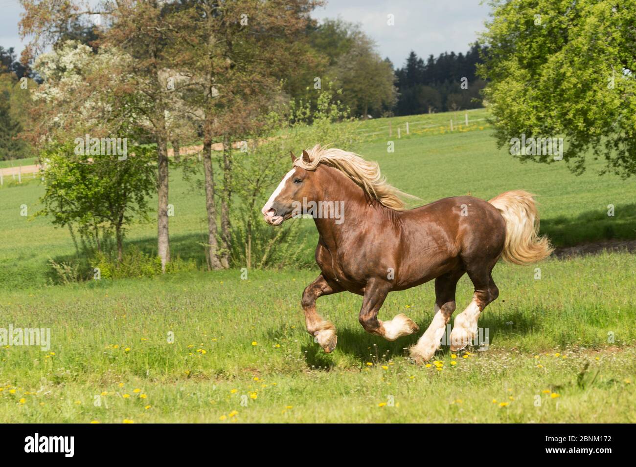 Draft Horse Cantering