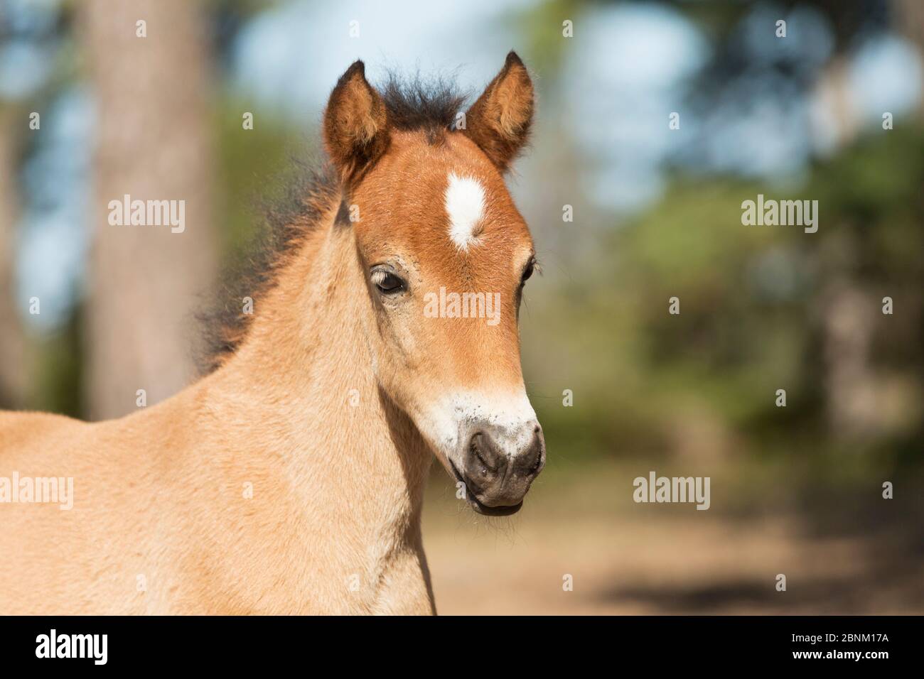Gotland russ foal / colt, the only pony native to Sweden, Gotland ...