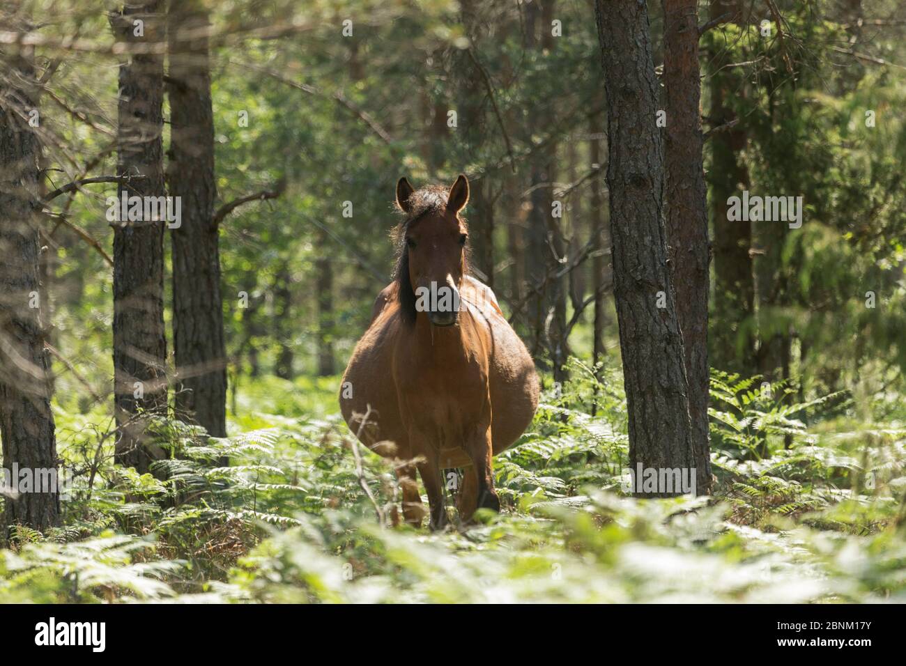 Heavily pregnant wild Gotland russ mare, the only pony native to Sweden ...