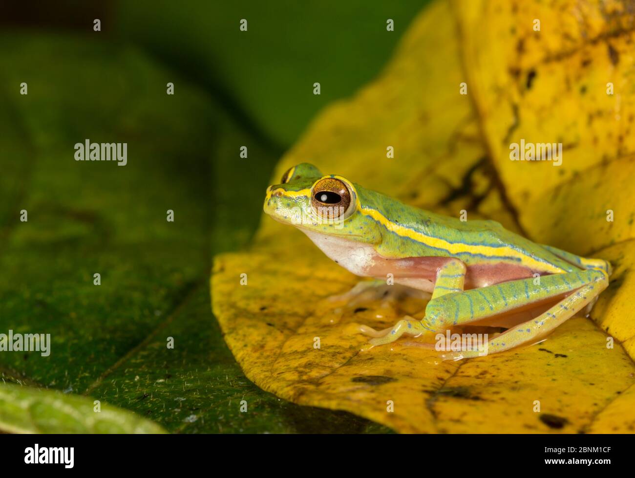 Boulenger's tree frog (Rhacaphorus lateralis) recently rediscovered after 100 years. Coorg ...