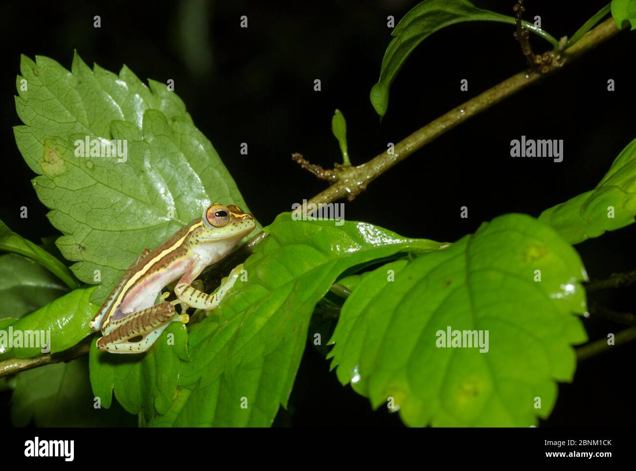 Boulenger's tree frog (Rhacaphorus lateralis) recently rediscovered after 100 years. Coorg ...