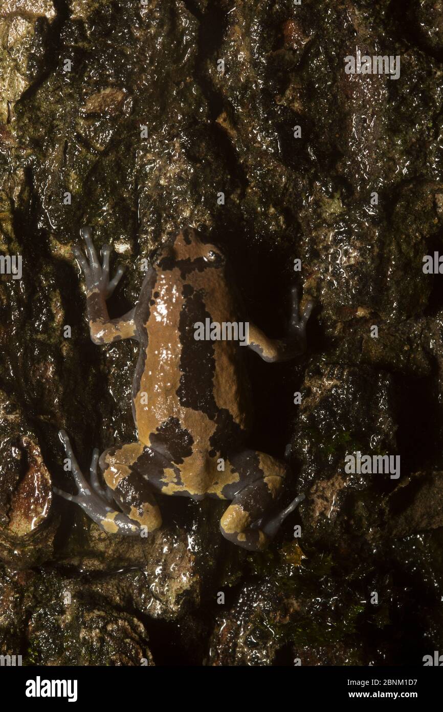 Malabar ramanella frog (Ramanella triangularis) well camouflaged in ...