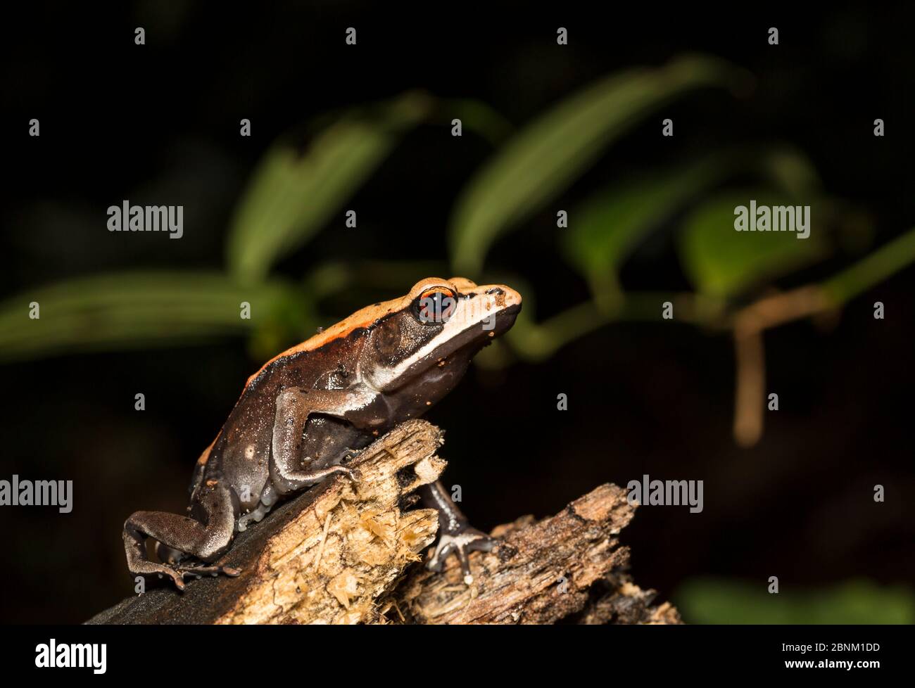 Bi-coloured frog (Clinotarsus curtipes), Coorg, Karnataka, India ...