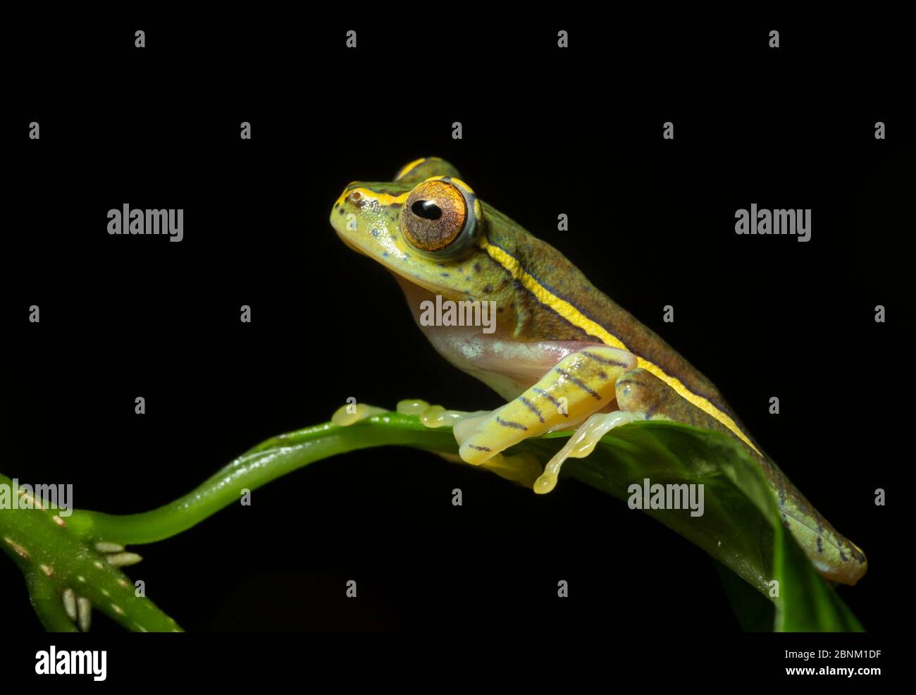 Boulenger's tree frog (Rhacaphorus lateralis) recently rediscovered after 100 years. Coorg ...