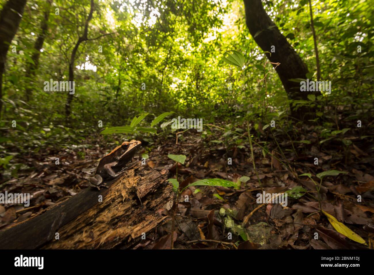 Bi-coloured frog (Clinotarsus curtipes), Coorg, Karnataka, India ...