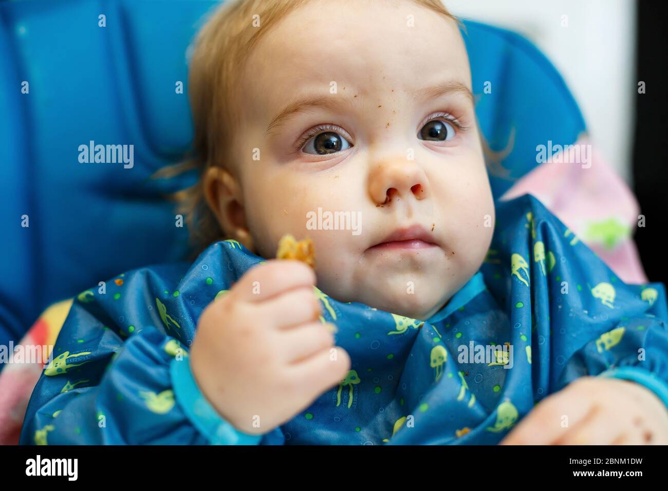 A small child sits in a feeding chair and eats bread for the first time ...