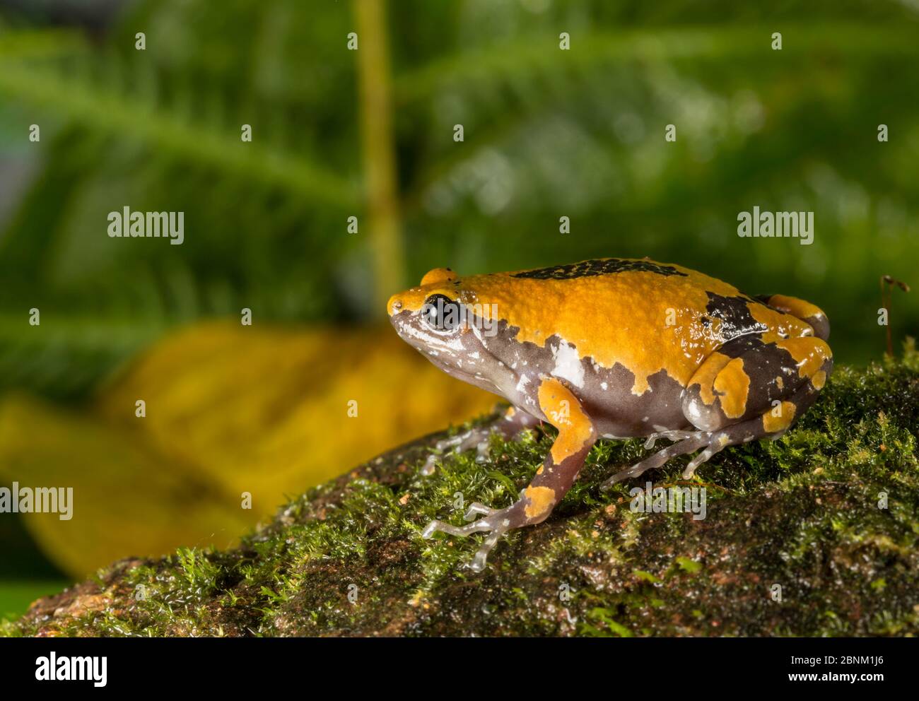Malabar ramanella frog (Ramanella triangularis) Coorg Karnataka, India ...