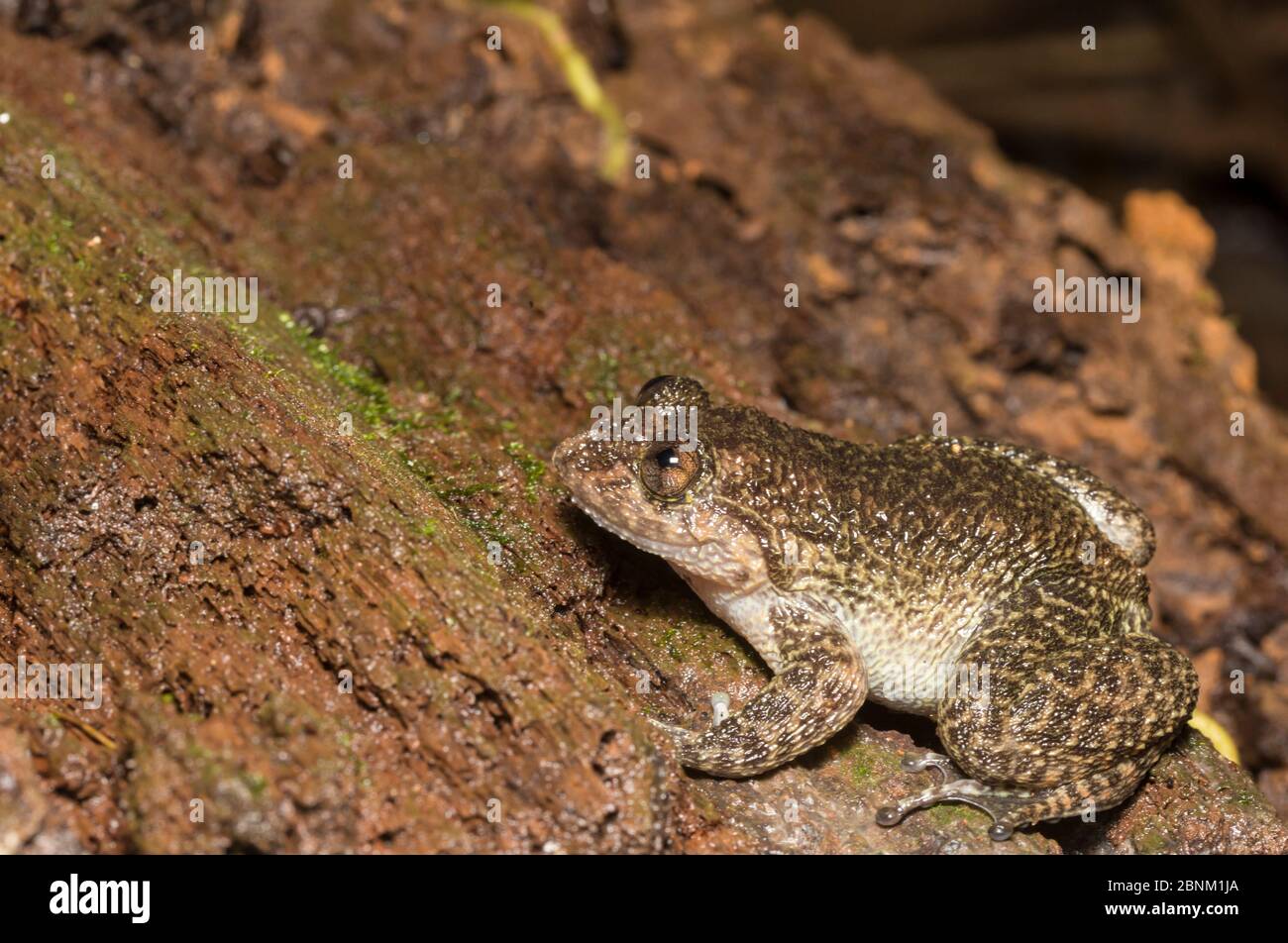 Night frog (Nyctibatrachus karnatakenis) Coorg, Karnataka, India ...
