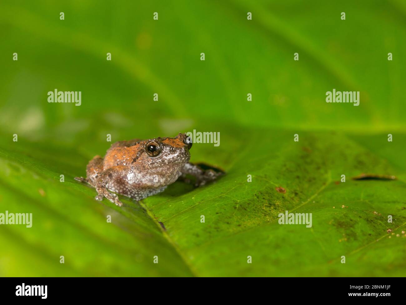 Kudremukh bush frog (Raorchestes tuberohumerus) Coorg, Karnataka, India ...
