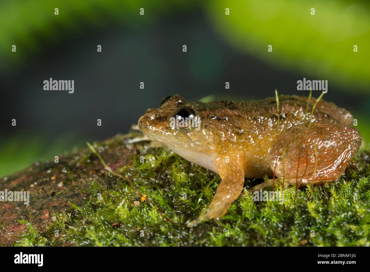 Night frog (Nyctibatrachus kempholeyensis) . Anamalai Wildlife ...