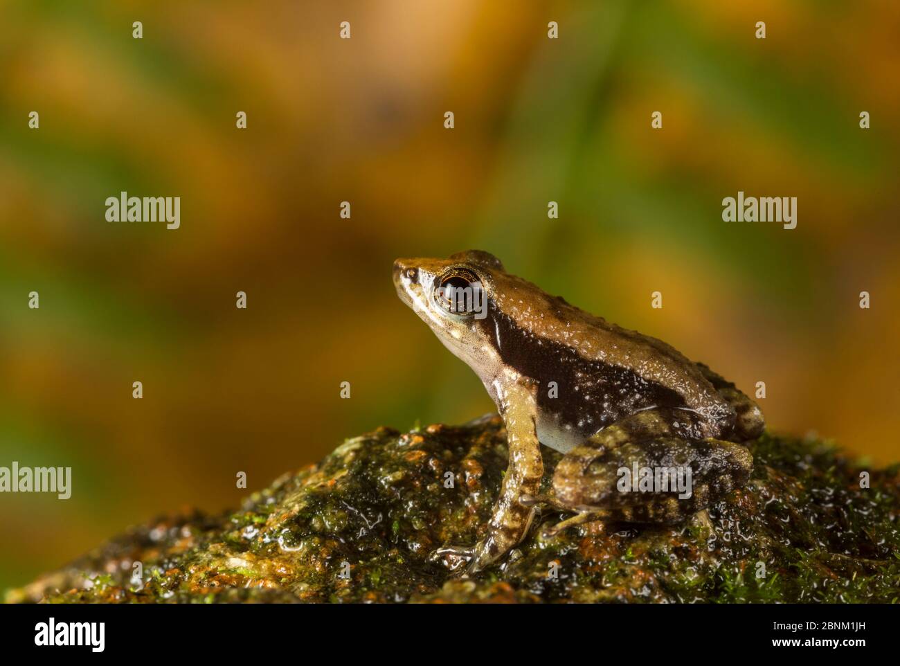 Elegant dancing frog hi-res stock photography and images - Alamy